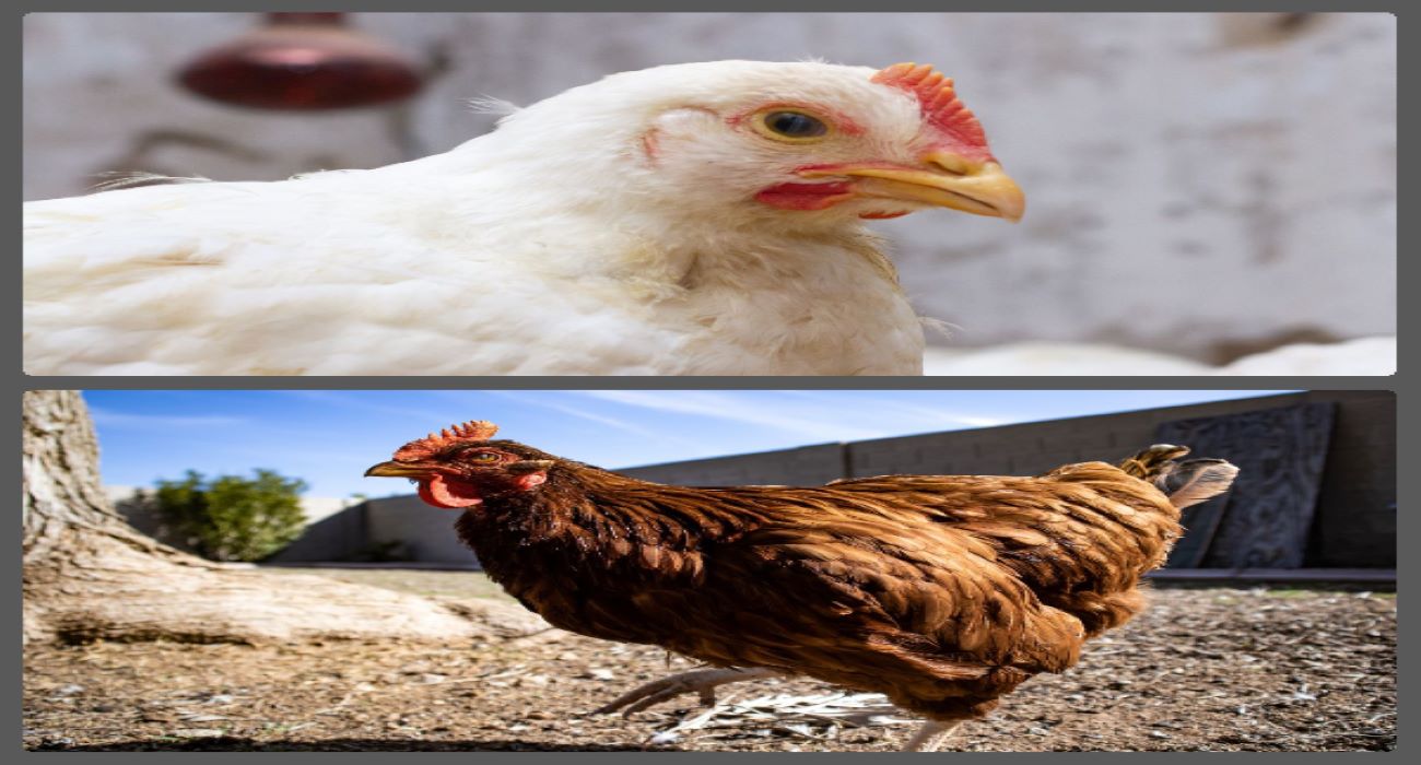 Which One Is More Profitable, Broilers, or Layers? – Pkom