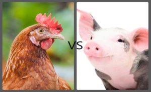 Which One is More Profitable, Poultry Farming or Pig Farming? – Pkom