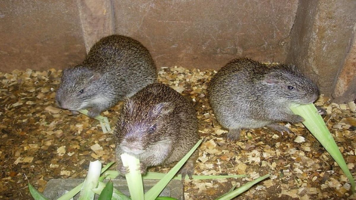 How Much Money Do You Need To Start a Grasscutter Farm? – Pkom