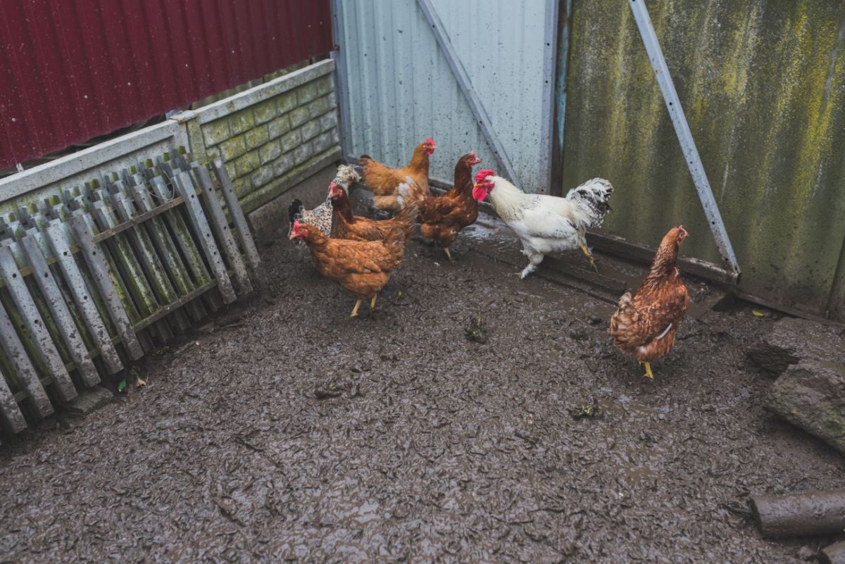 Is It a Good Idea to Rent a Poultry Farm? – Pkom